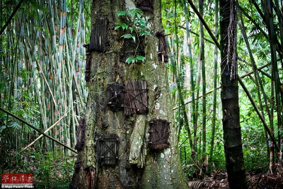 他们将死婴埋进树里，让其回归自然